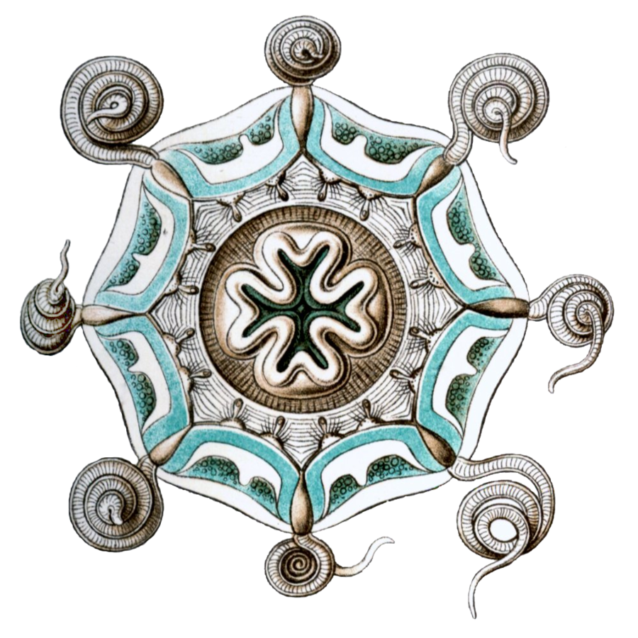 Ernst Haeckel: art and science through the microscope – VisSq
