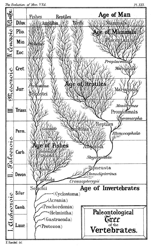 Ernst Haeckel: art and science through the microscope – VisSq