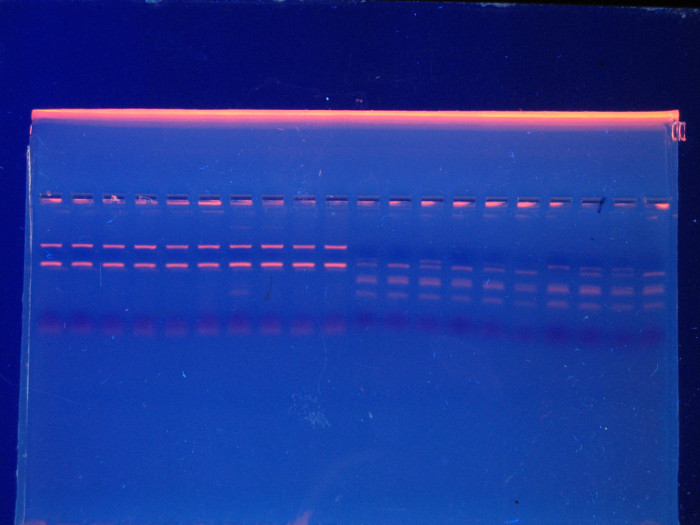 Visualizing DNA - VsQ - The Visual Squirrels