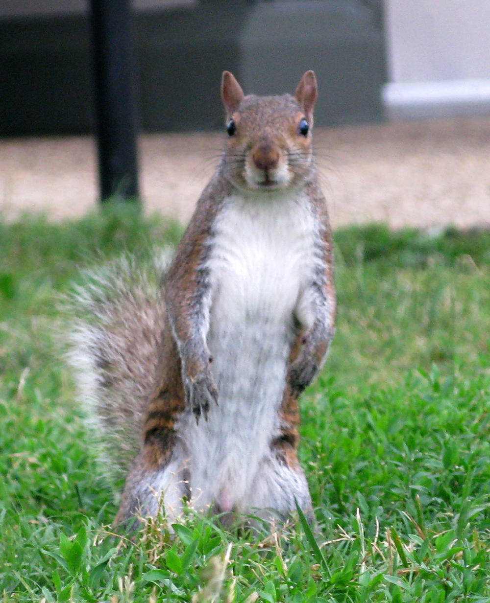 Squirrely squirrels - VsQ - The Visual Squirrels