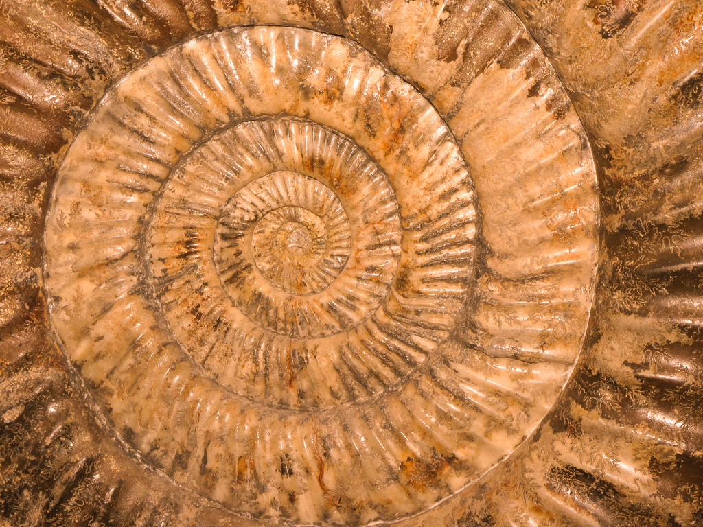 Gorgeous ammonites - VsQ - The Visual Squirrels