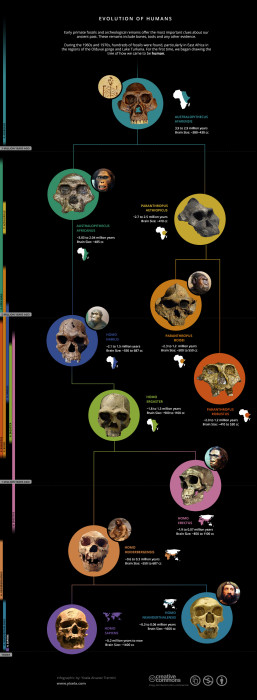 Human Evolution Infographic - VsQ - The Visual Squirrels