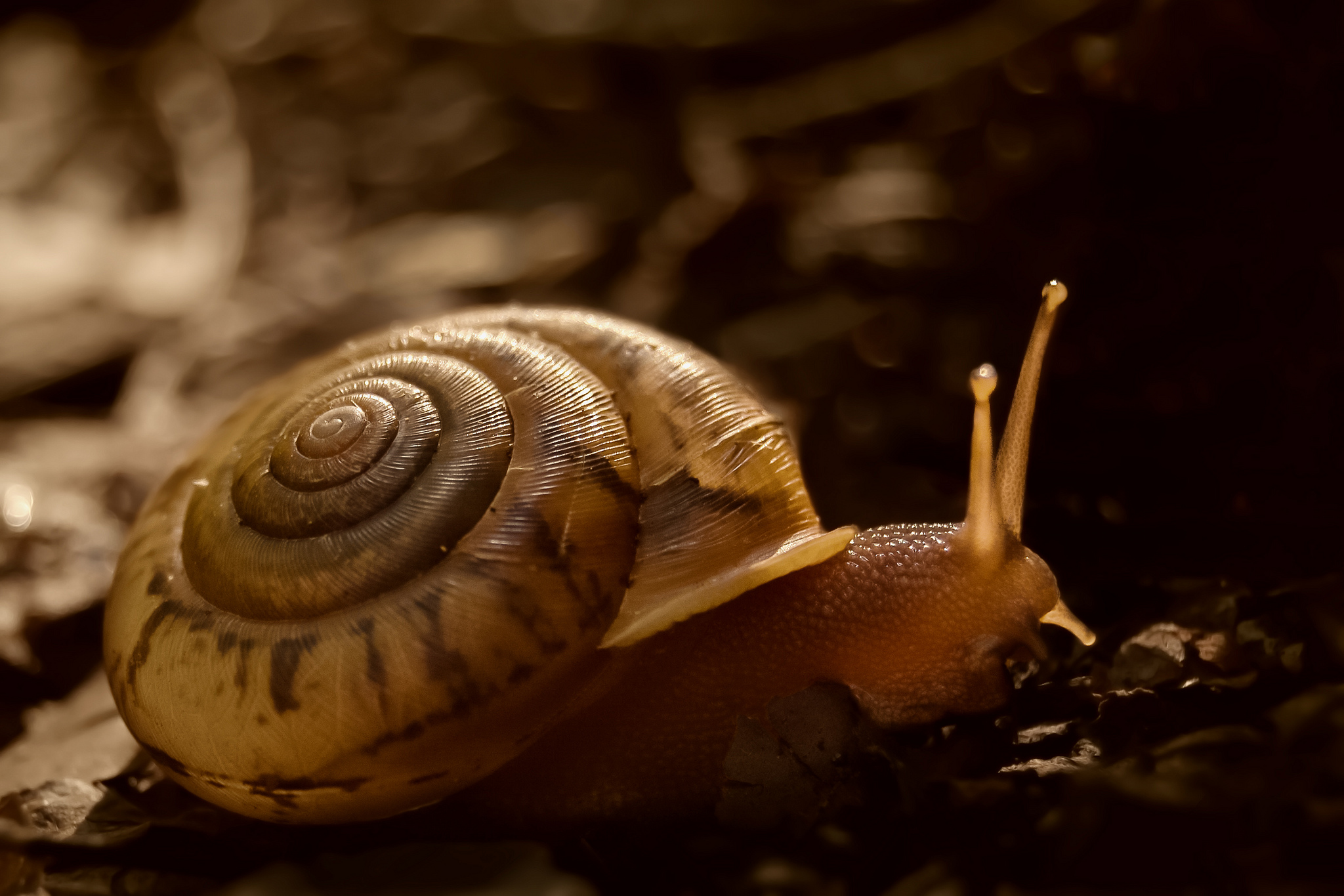 Celebration of Snails - VsQ - The Visual Squirrels